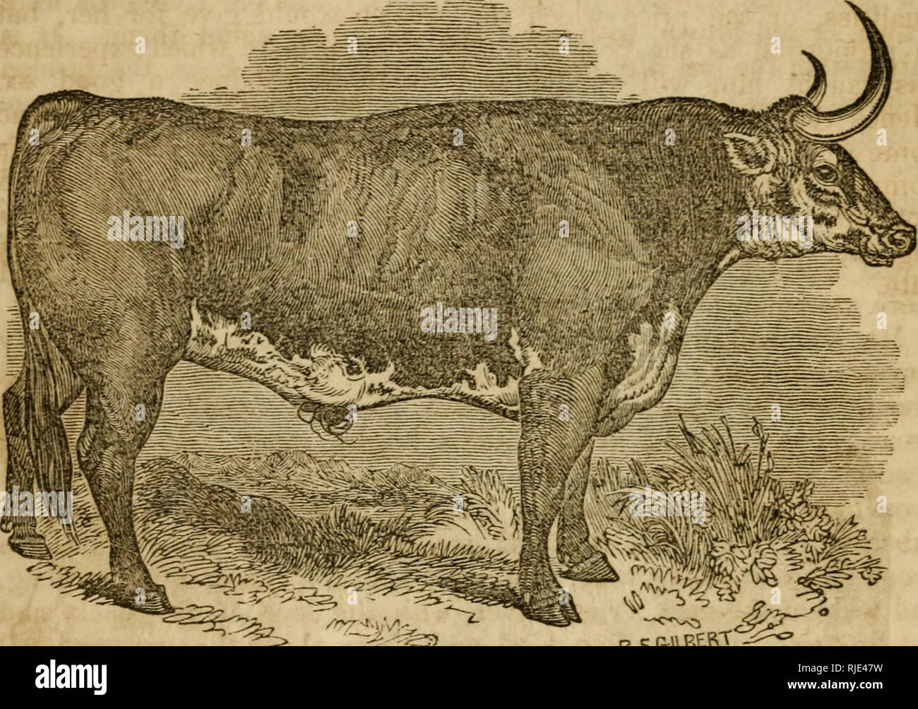 Working hereford ox hi-res stock photography and images - Alamy