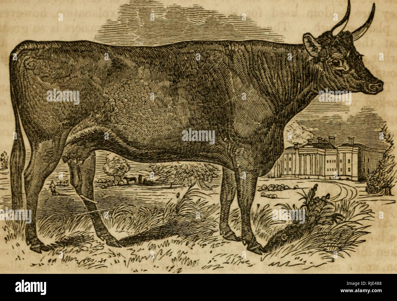 . Cattle. Cattle; Cattle. 22 CATTLE. The qualities of the Devons may be ...