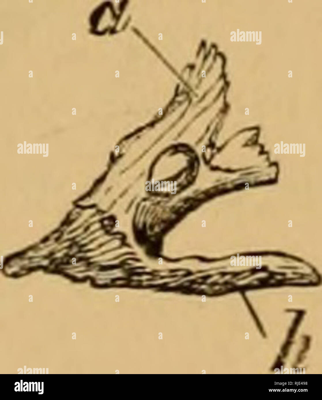 Meso mammals hi-res stock photography and images - Alamy