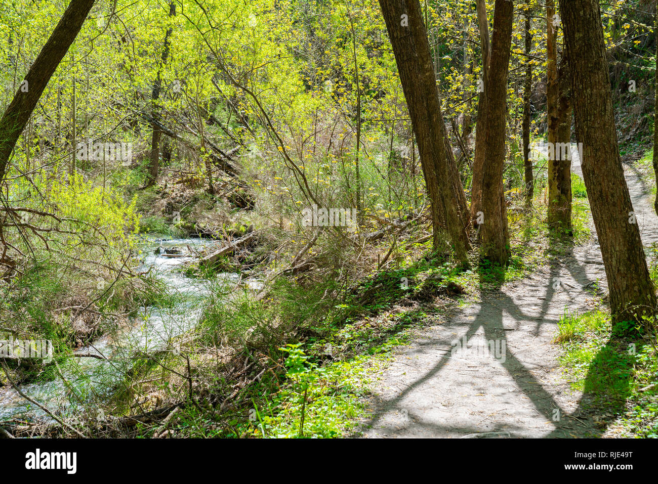Trees cast shadows over walking path through New Zealand bush alongside ...