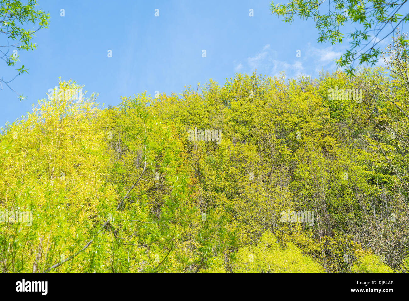 Green tree covered hillside layers of colors form environmental ...