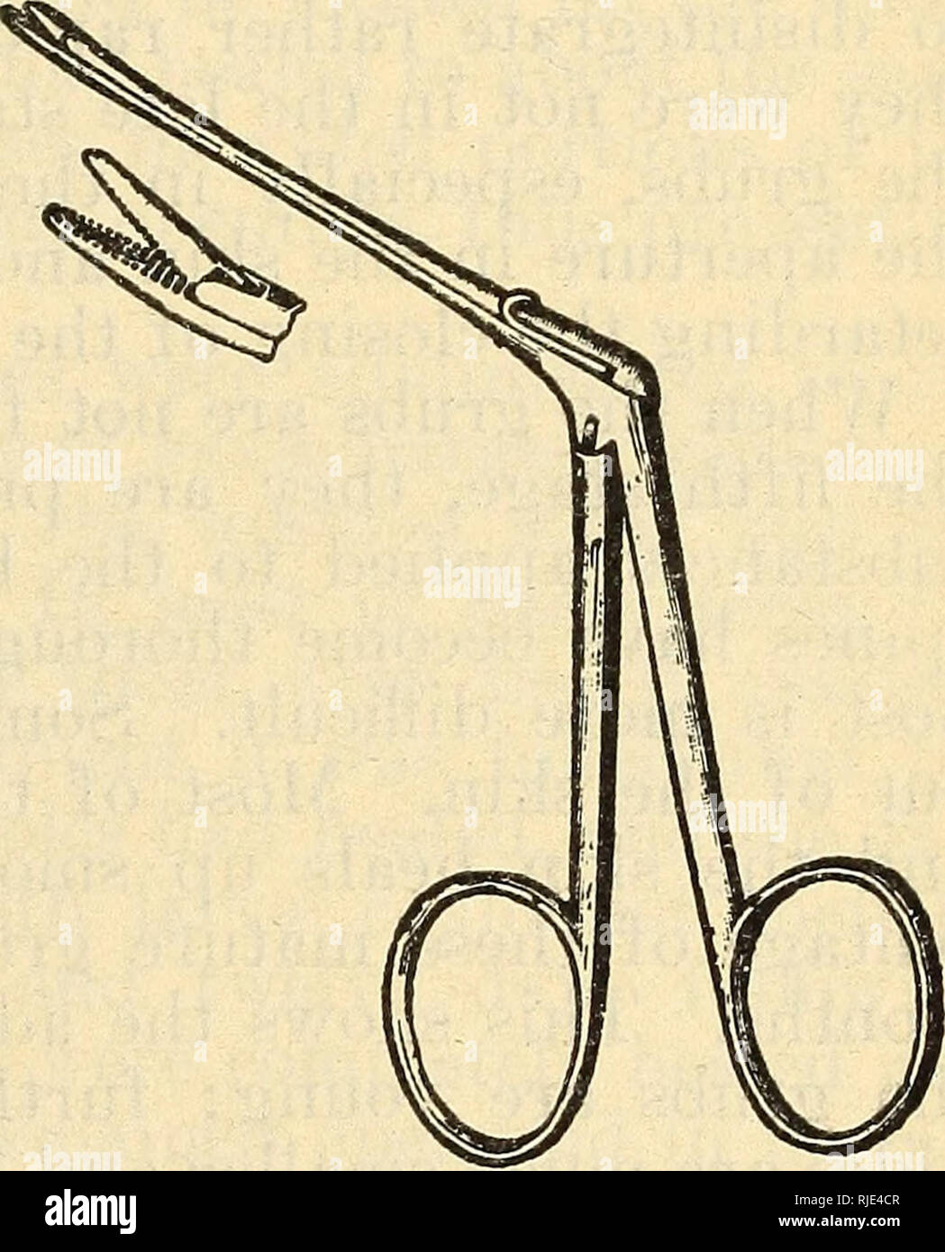 Warble flies hi-res stock photography and images - Alamy