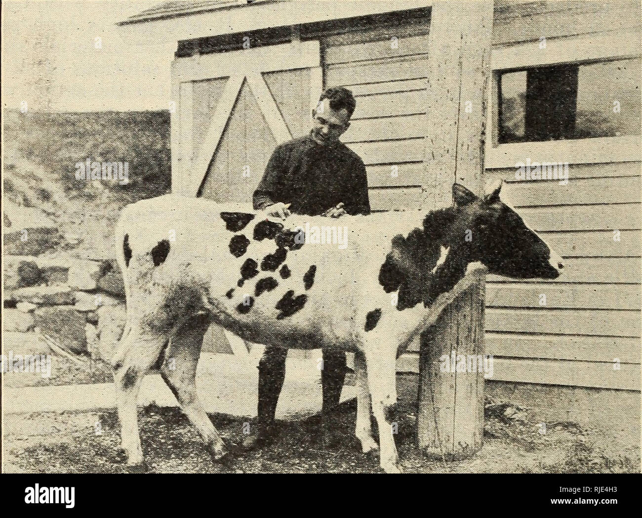 Warble flies hi-res stock photography and images - Alamy