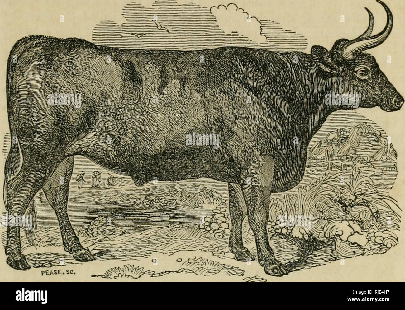 Sussex oxen hi-res stock photography and images - Alamy