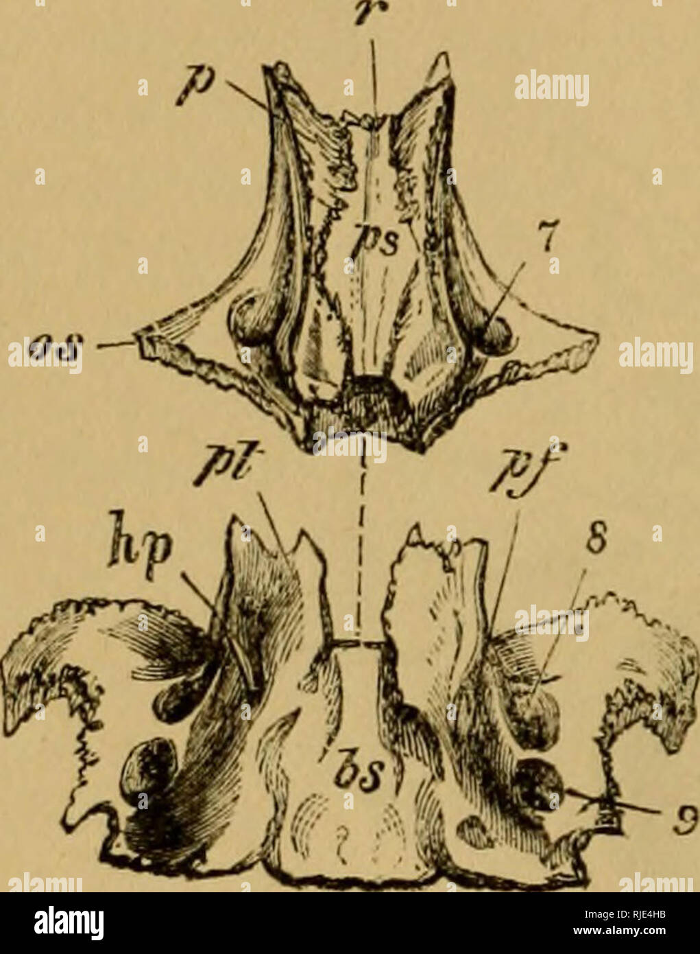 Cat anatomy ear hi-res stock photography and images - Alamy