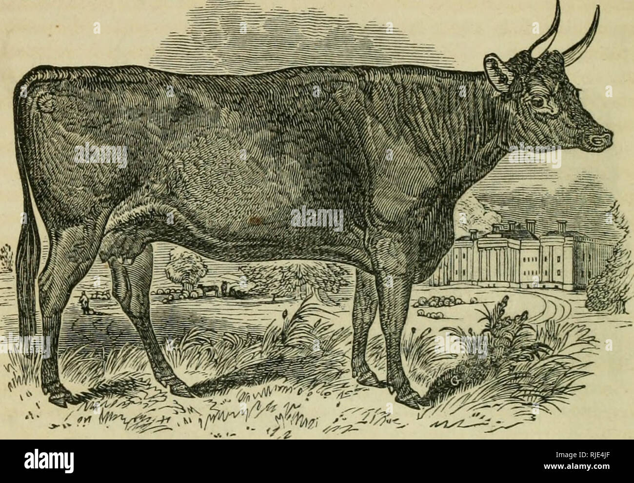 Three acres and a cow hi-res stock photography and images - Alamy