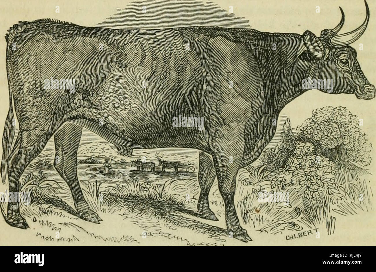 . Cattle. Cattle; Cattle. IS CATTLE. The more perfect specimens of the ...