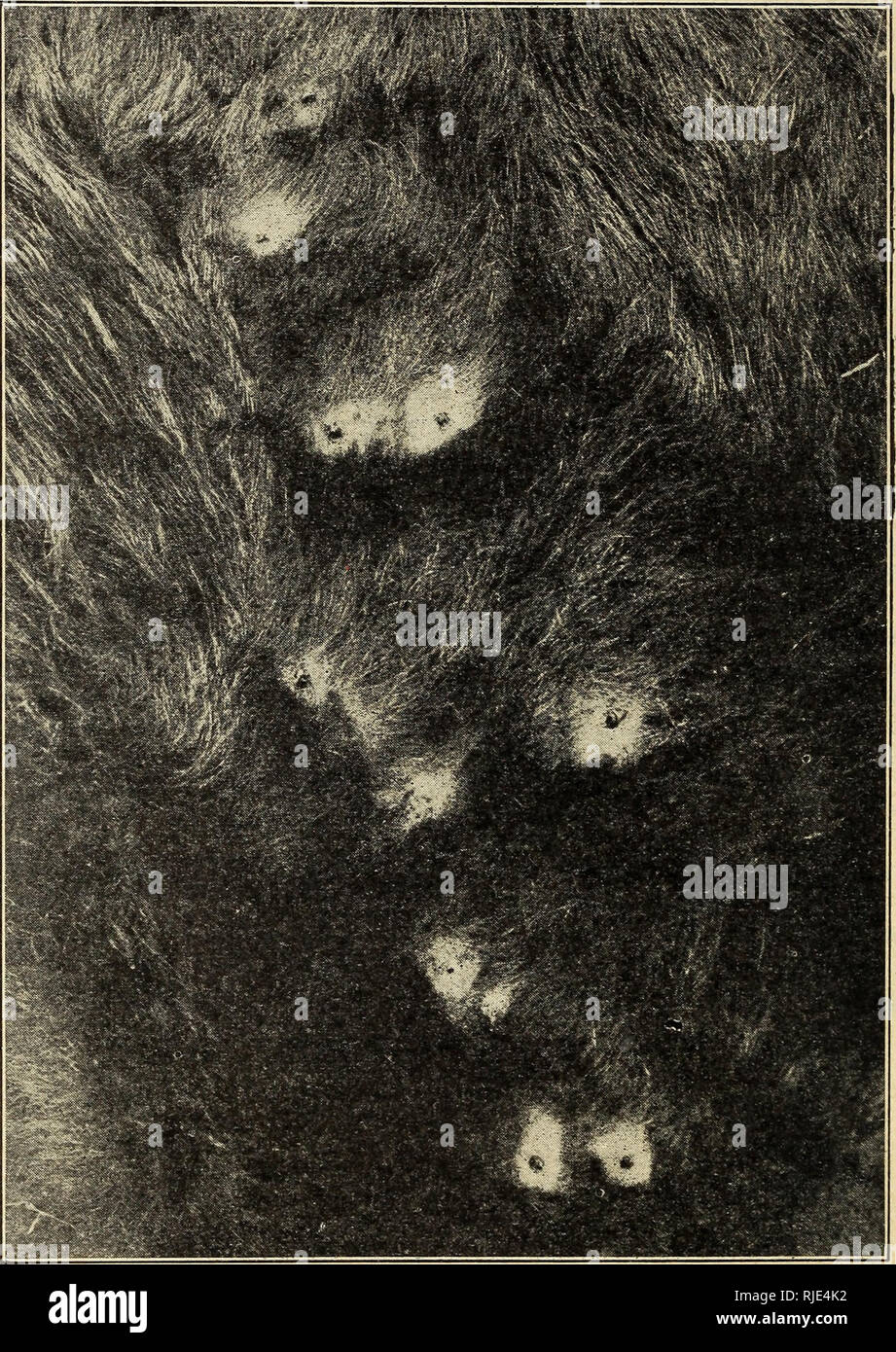 3 4 View Of 4 Cattle High Resolution Stock Photography and Images - Alamy