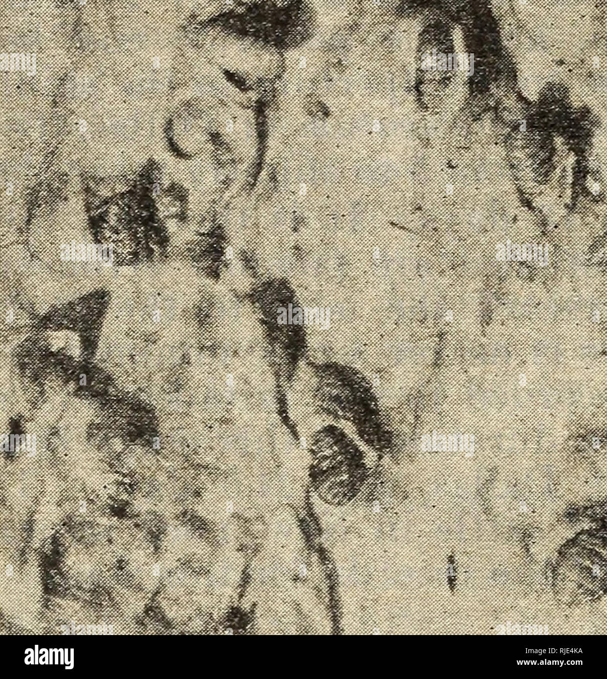 Warble flies hi-res stock photography and images - Alamy