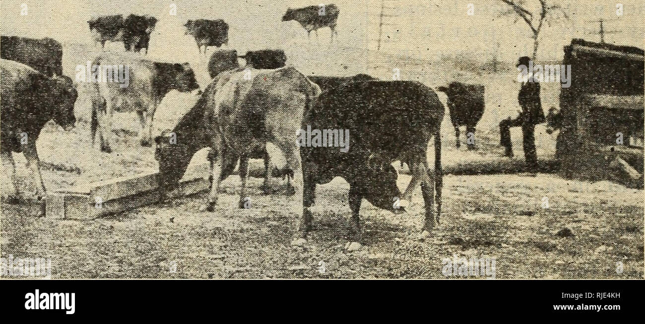 . The Cattle grubs or ox warbles, their biologies and suggestions for ...