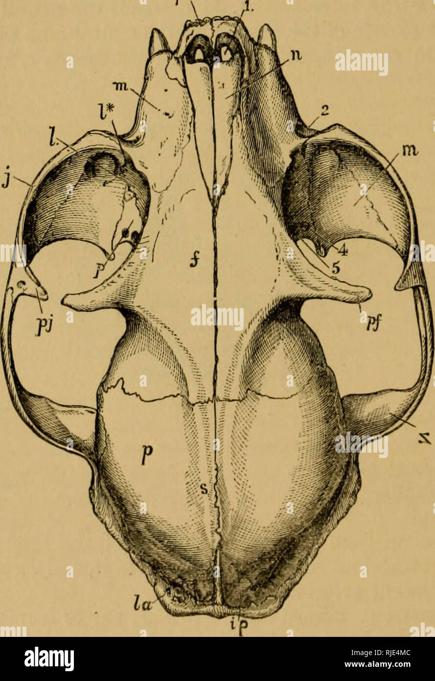 . The cat; an introduction to the study of backboned animals ...