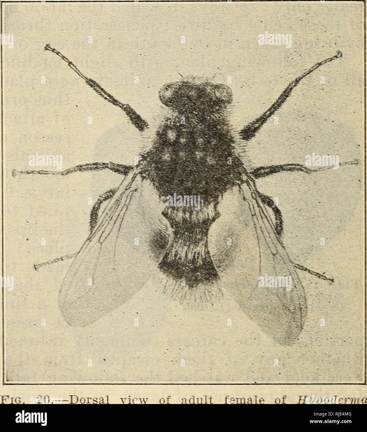 Warble flies hi-res stock photography and images - Alamy