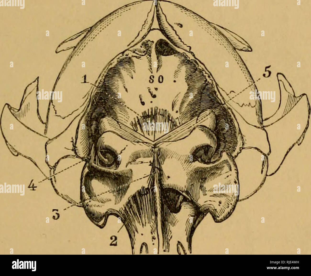 Atlanto axial hi-res stock photography and images - Alamy