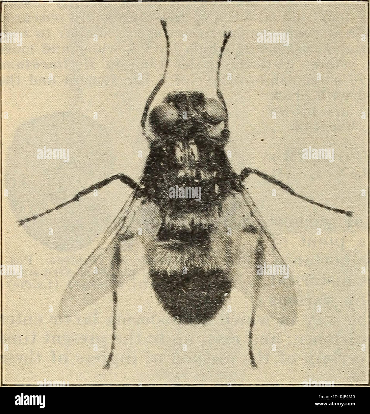 Warble flies hi-res stock photography and images - Alamy