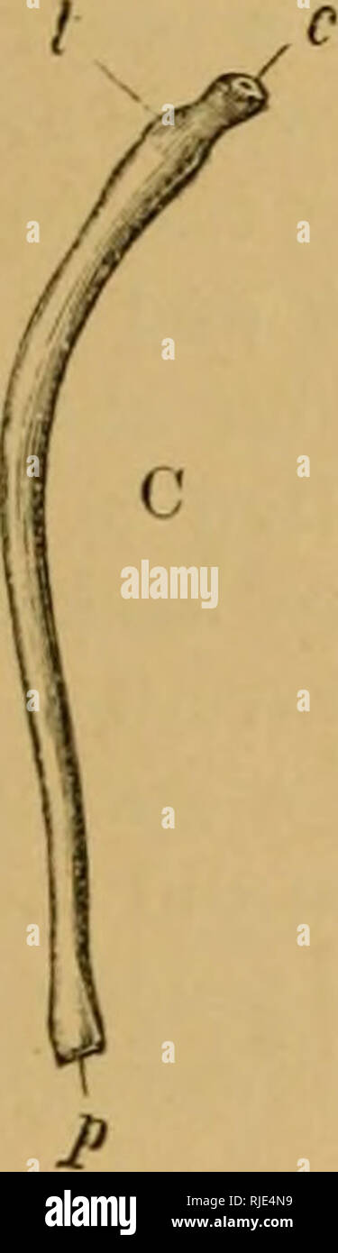 Flattened body exhibits hi-res stock photography and images - Alamy