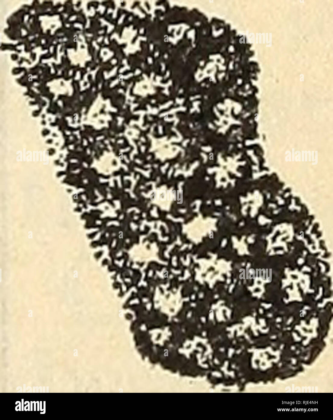 Warble flies hi-res stock photography and images - Alamy