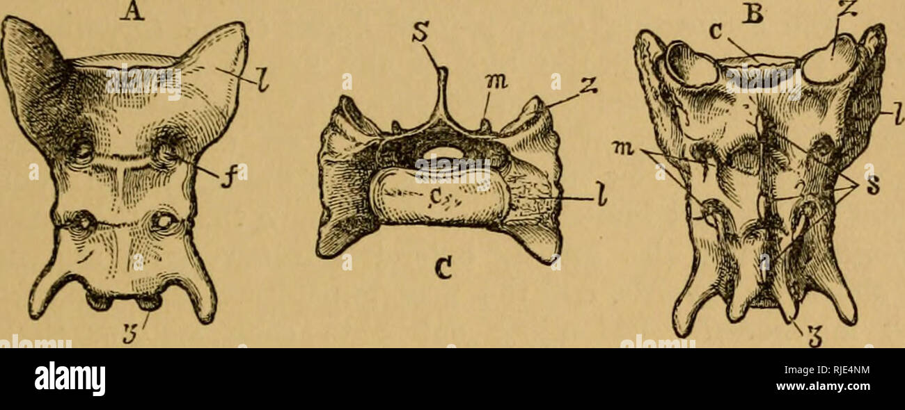 . The cat; an introduction to the study of backboned animals ...