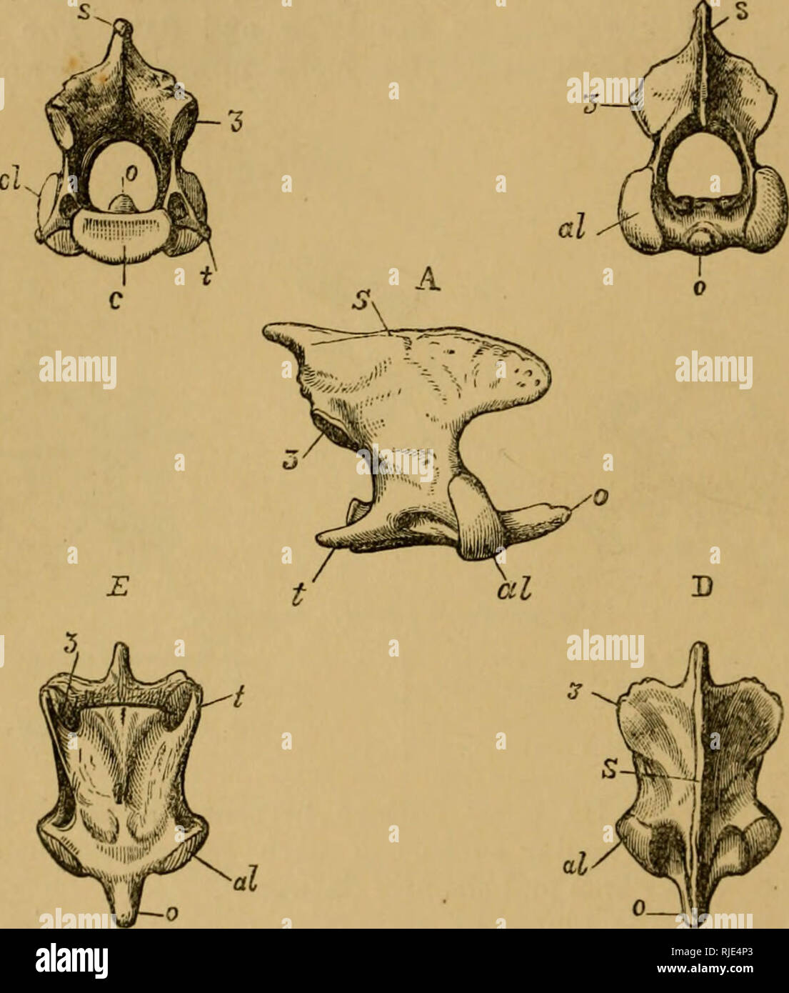 . The cat; an introduction to the study of backboned animals ...