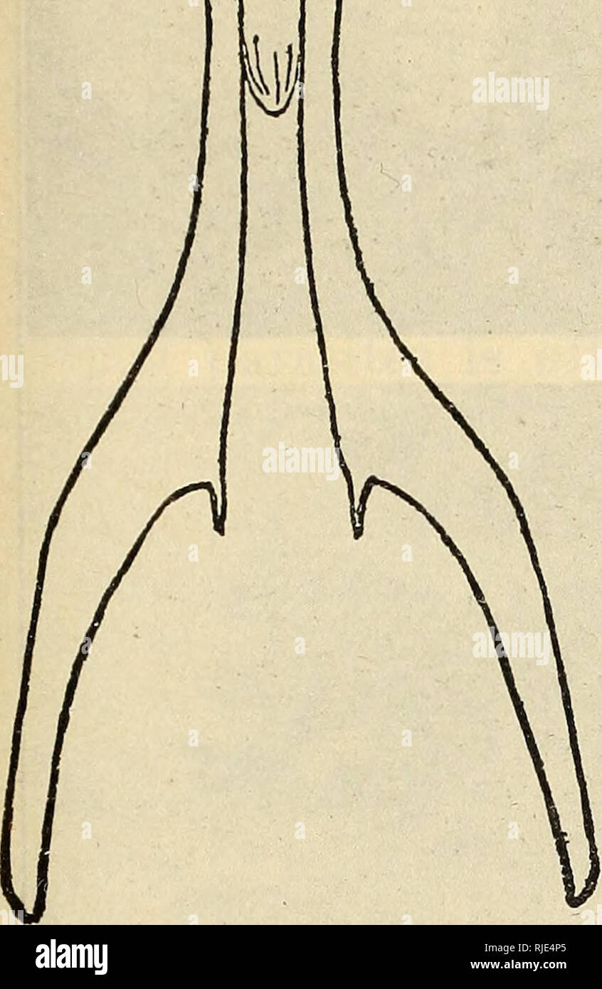 Warble flies hi-res stock photography and images - Alamy