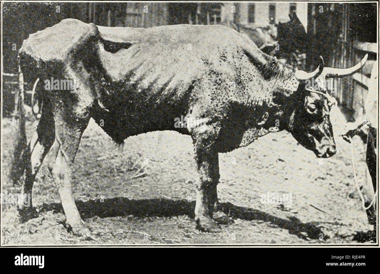 . The cattle tick : this pest can be destroyed. Cattle tick; Babesiosis ...