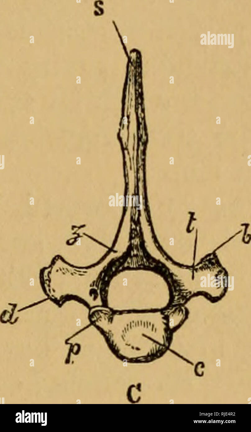 . The cat; an introduction to the study of backboned animals ...