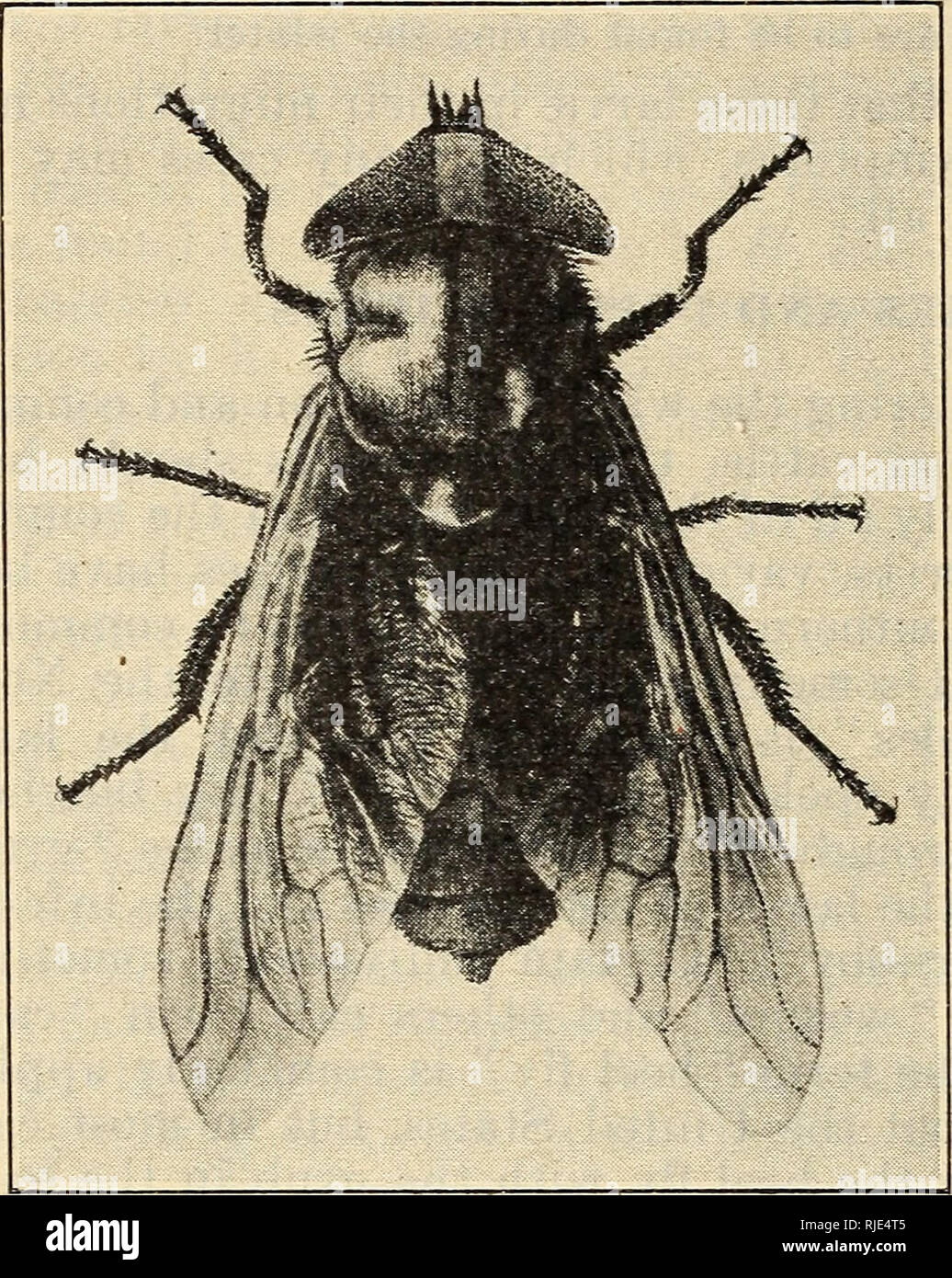 Warble flies hi-res stock photography and images - Alamy