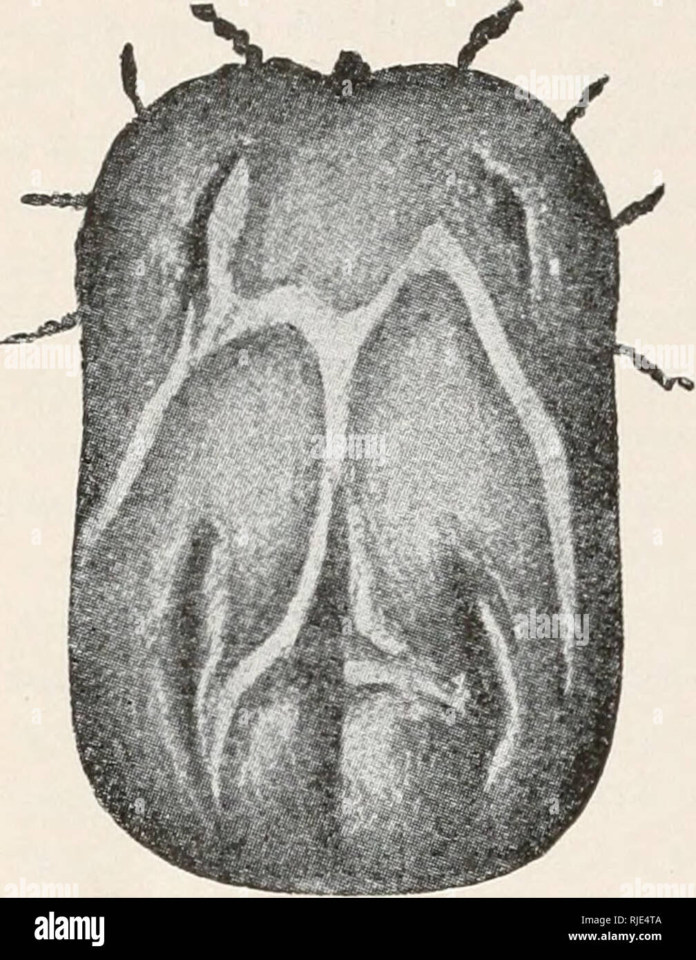 . The cattle tick : this pest can be destroyed. Cattle tick; Babesiosis ...