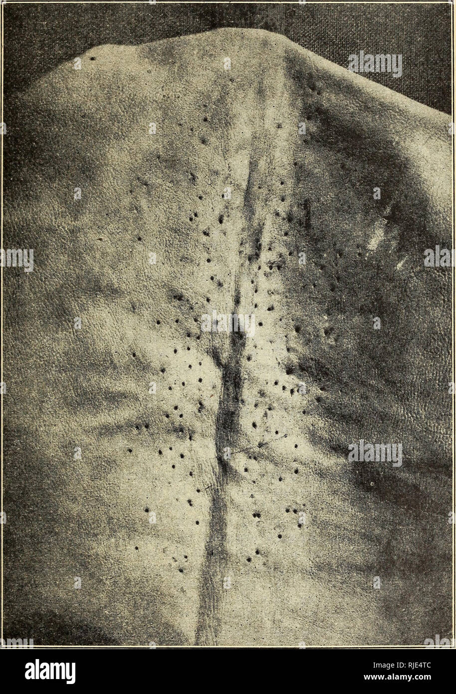 . The Cattle grubs or ox warbles, their biologies and suggestions for ...