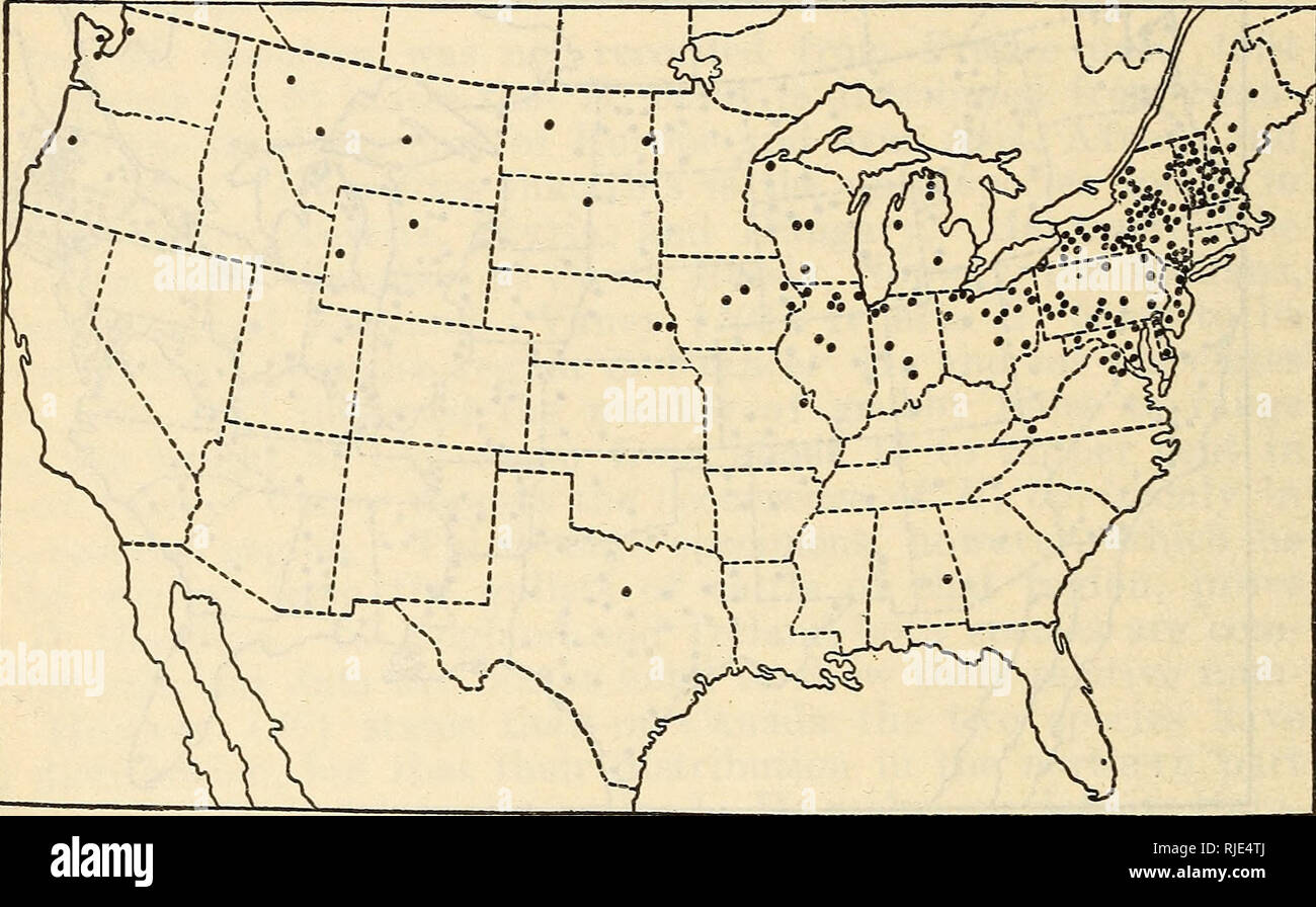 Warble flies hi-res stock photography and images - Alamy