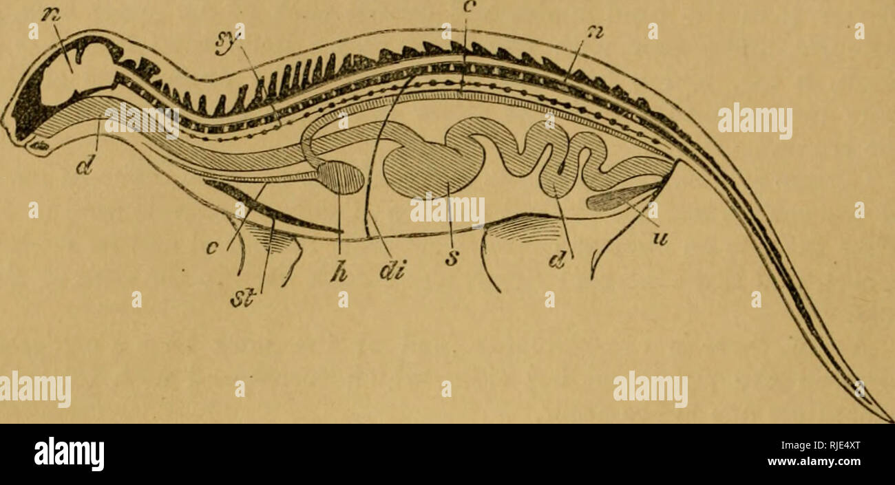 . The cat; an introduction to the study of backboned animals ...