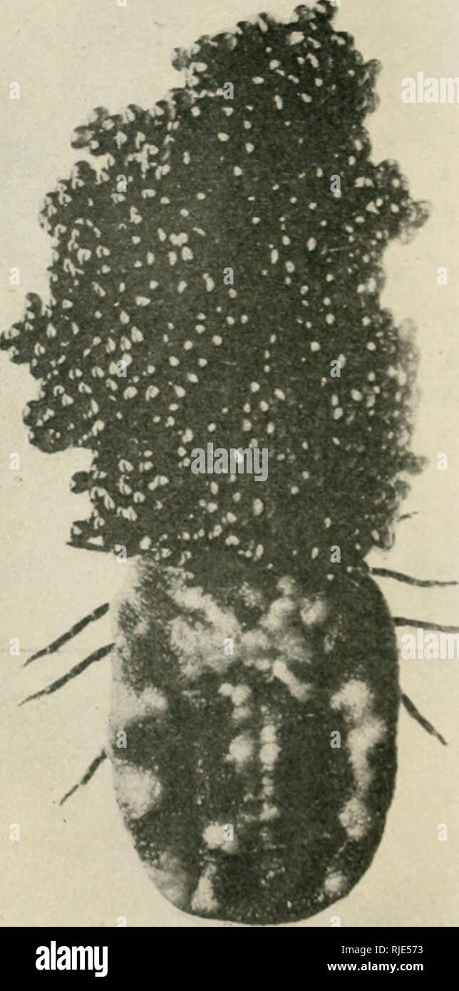 Cattle dip for tick control hi-res stock photography and images - Alamy