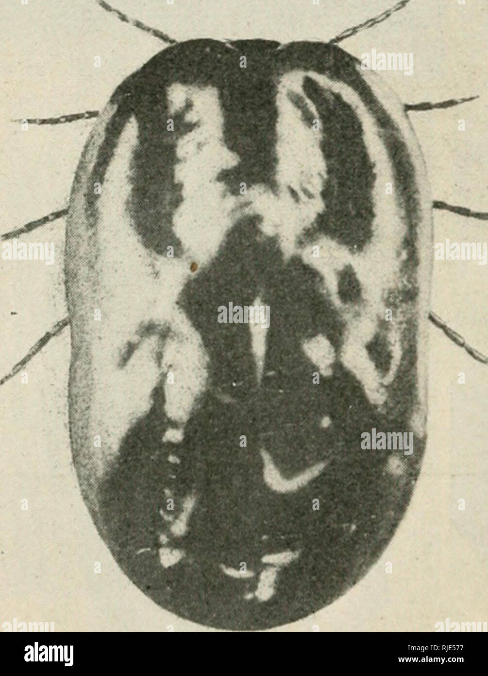 Cattle dip for tick control hi-res stock photography and images - Alamy