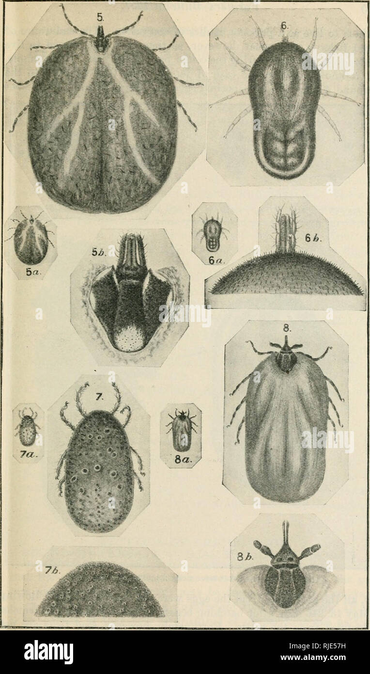 Cattle dip for tick control hi-res stock photography and images - Alamy