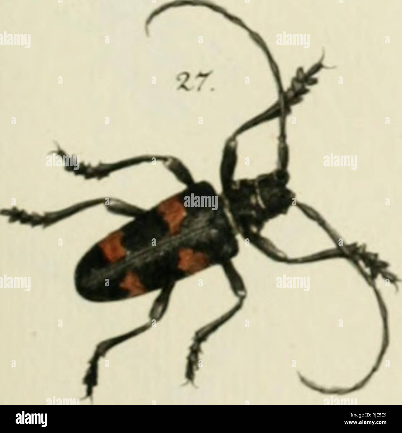 . Catalogus systematicus coleopterorum. Catalogue systematique des ...