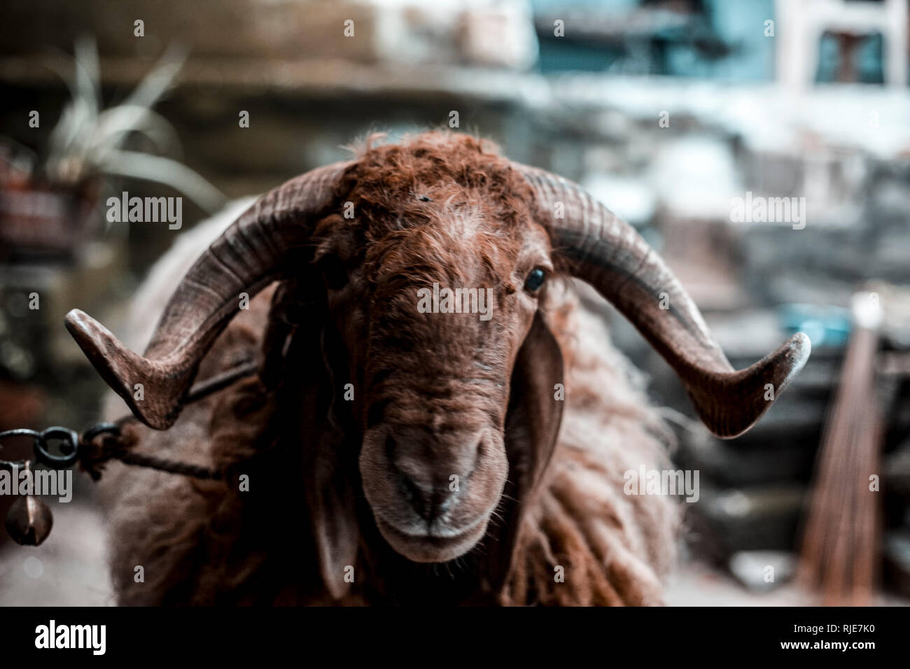 Awassi lamb hi-res stock photography and images - Alamy