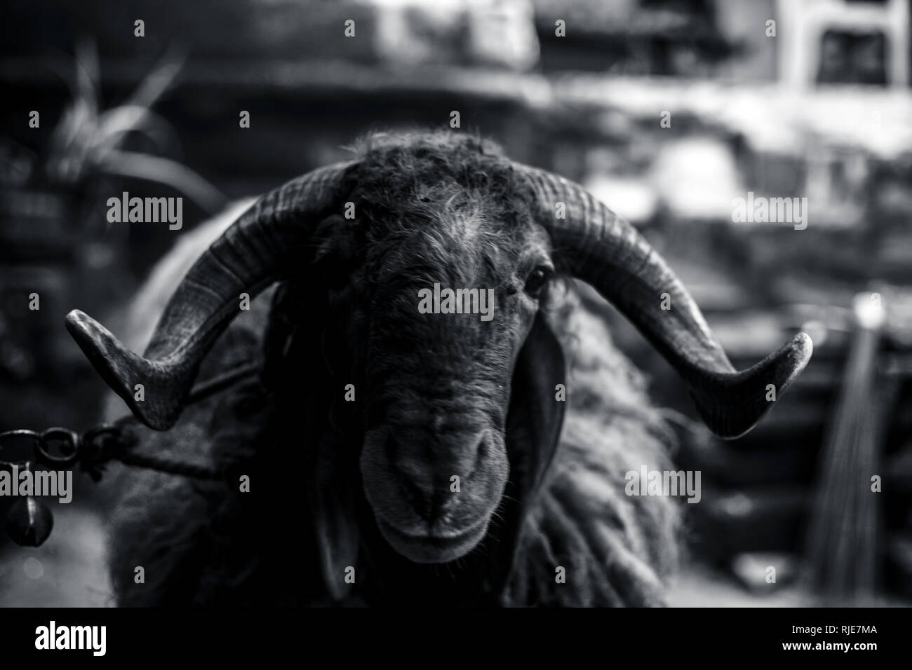 Awassi lamb hi-res stock photography and images - Alamy