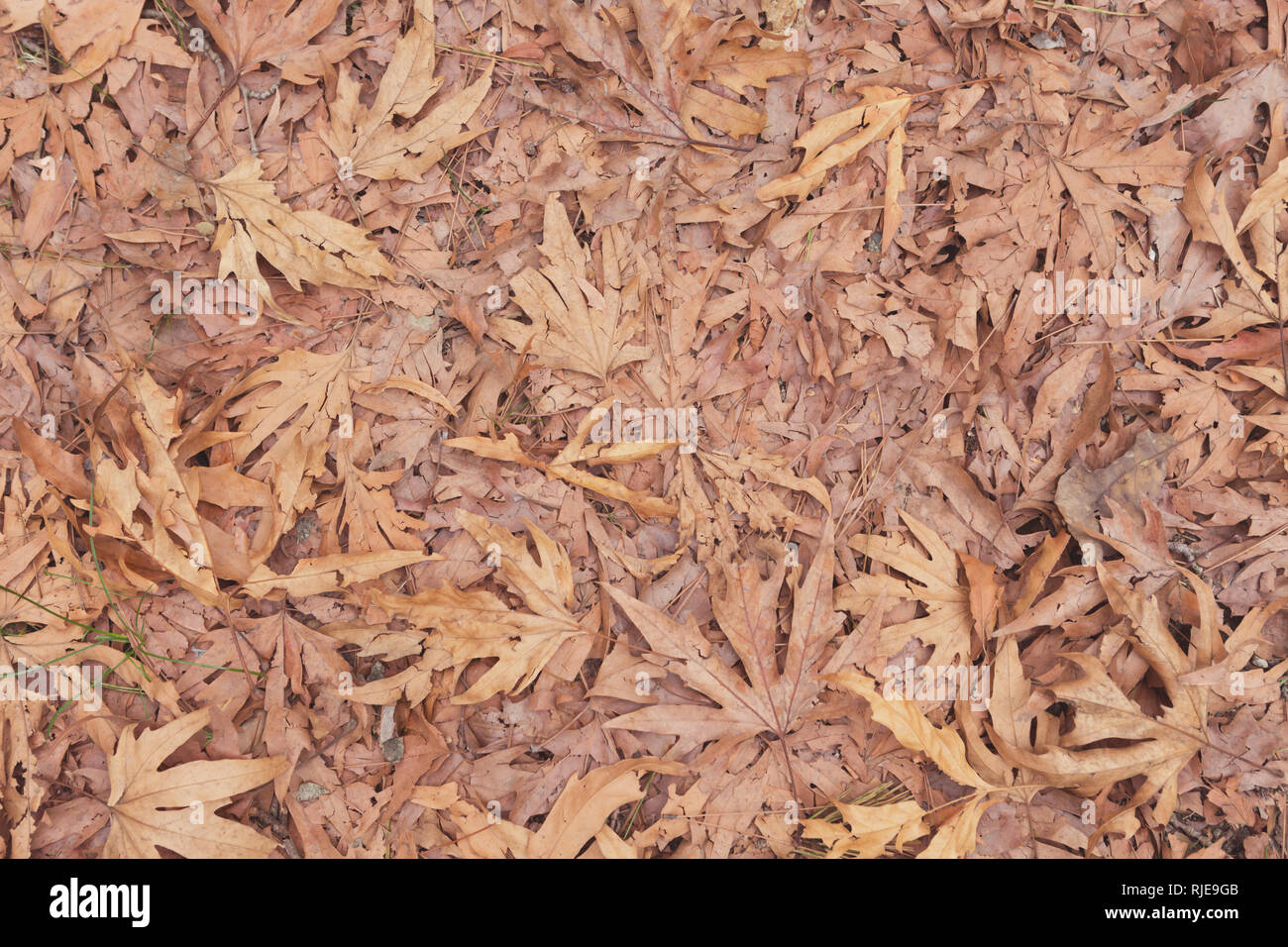 Dried leaves on floor hi-res stock photography and images - Alamy