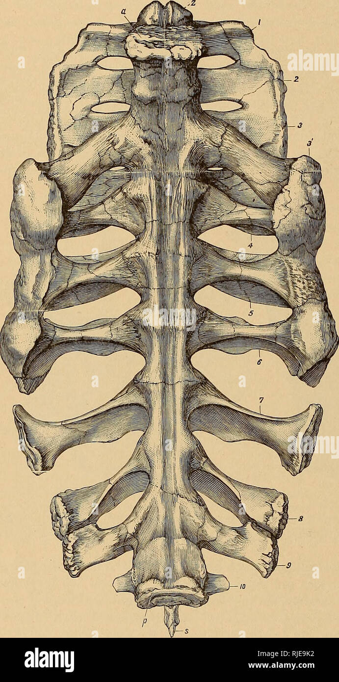 . The Ceratopsia. Ceratopsia. 52 THE CERATOPSIA. Seen from below, as ...