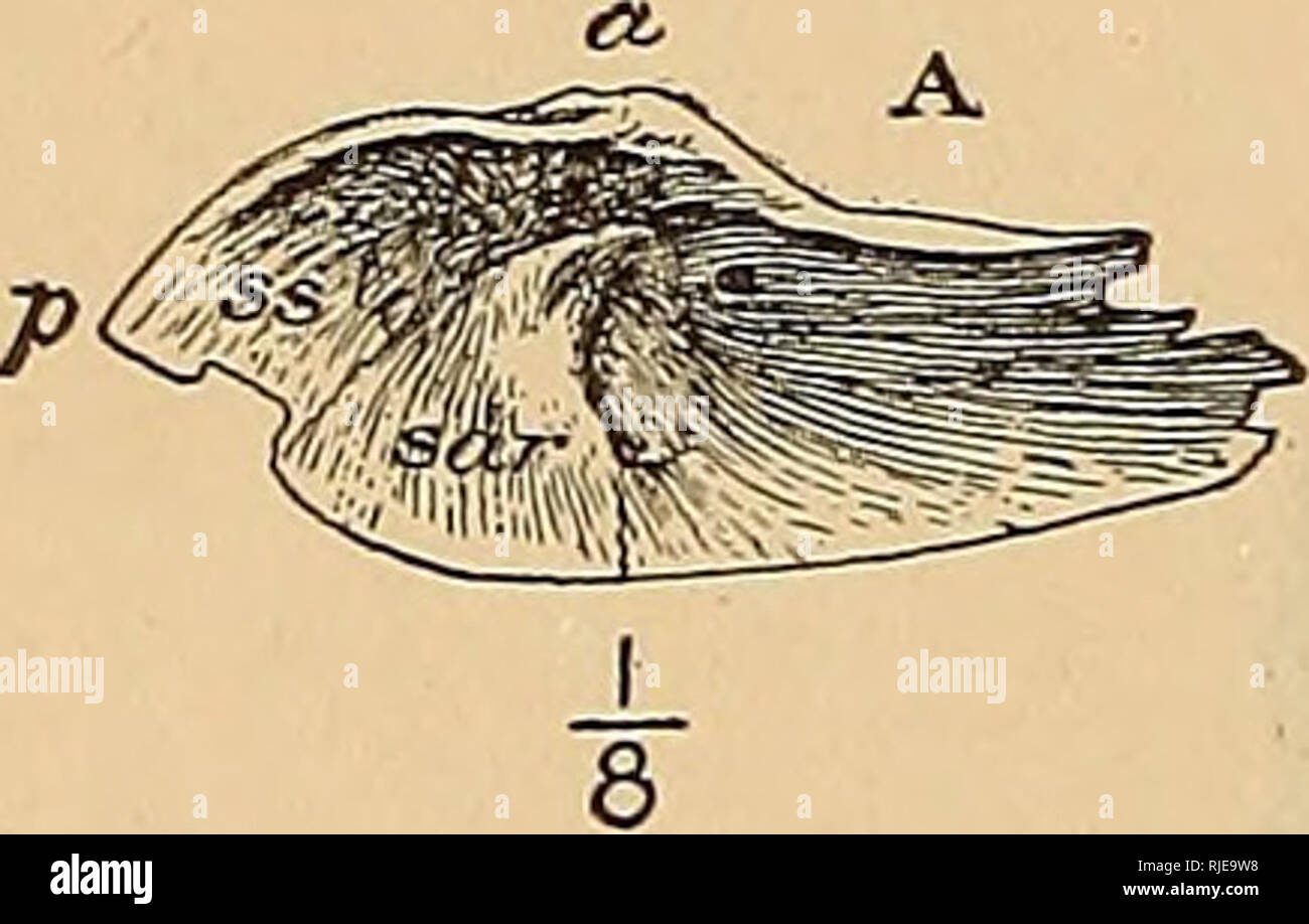 John bell hatcher hi-res stock photography and images - Alamy