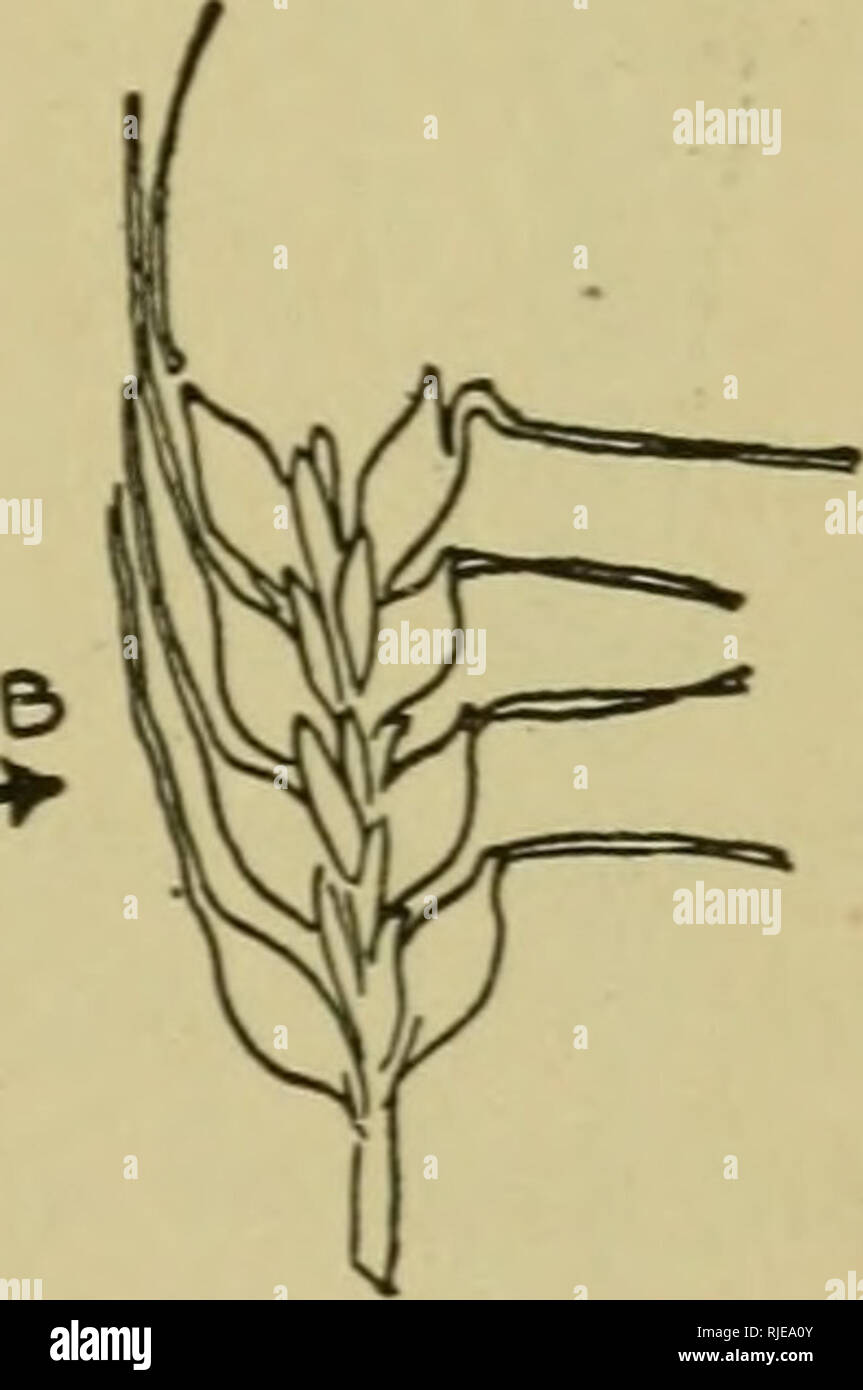 Barley beards hi-res stock photography and images - Alamy