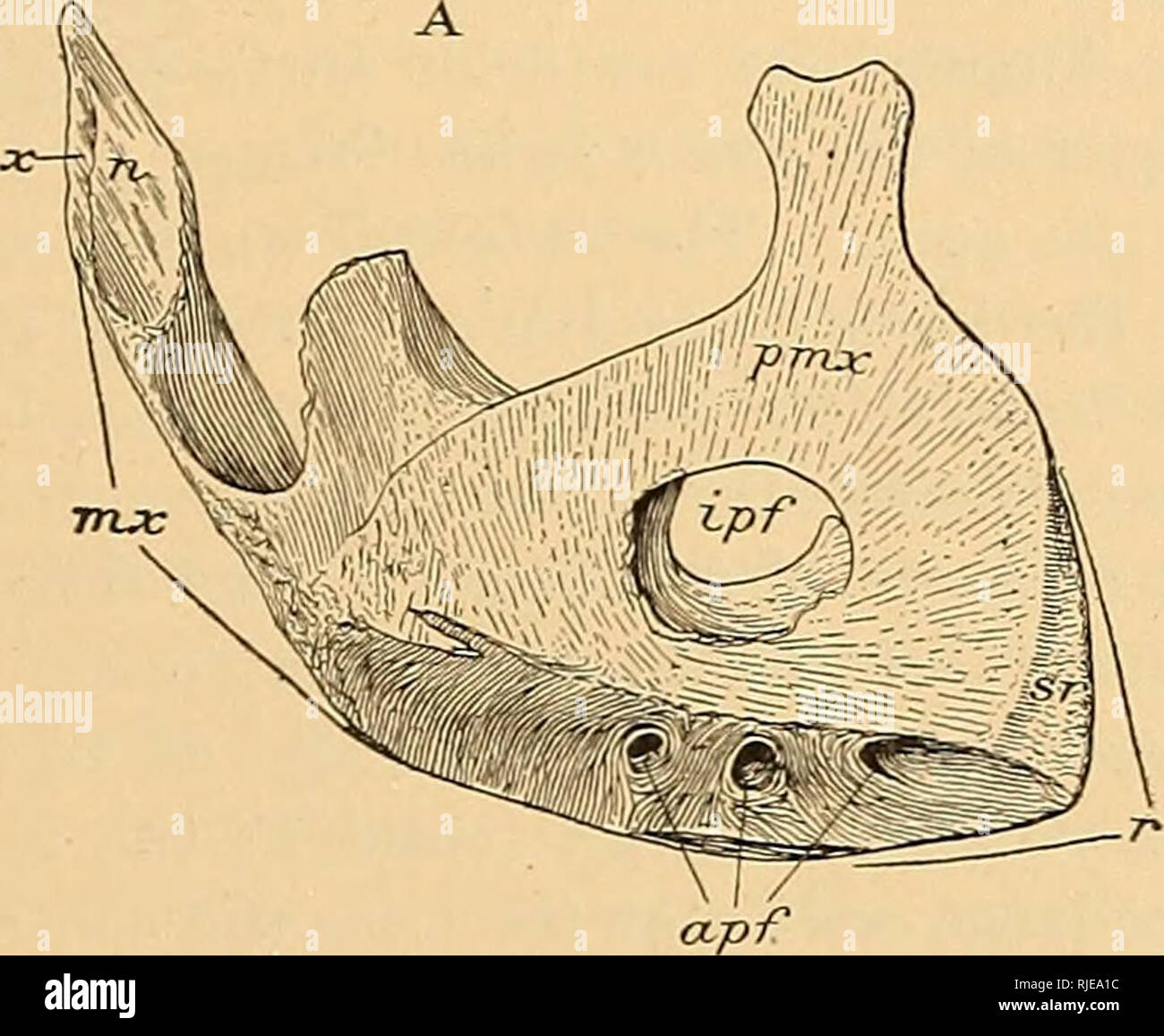 Nasal horn hi-res stock photography and images - Alamy