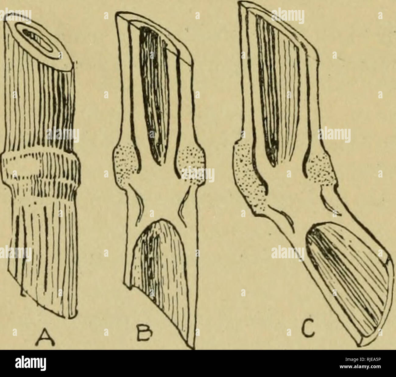 . The cereals in America. XVIII, OATS. I. STRUCTURE. 377. Relationships ...