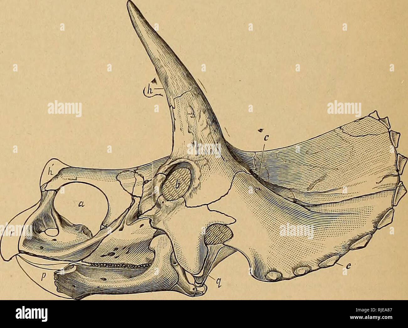. The Ceratopsia. Ceratopsia. Fig. 9.—Occipital region of type of Tri ...