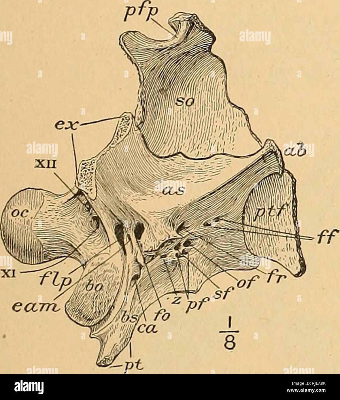 Occipital Condyle High Resolution Stock Photography and Images - Alamy