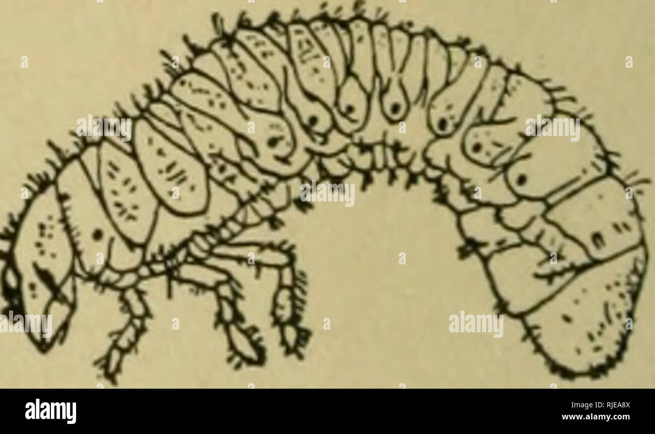 . The cereals in America. Beetle and larva of wire- worm, enlarged two ...