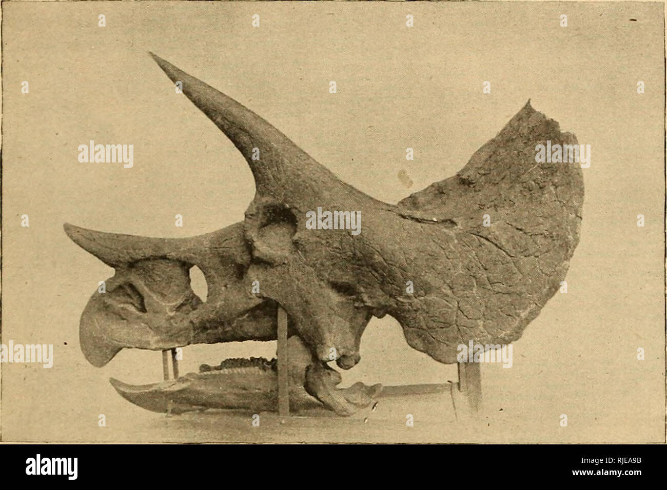 Skull Of A Triceratops High Resolution Stock Photography and Images - Alamy