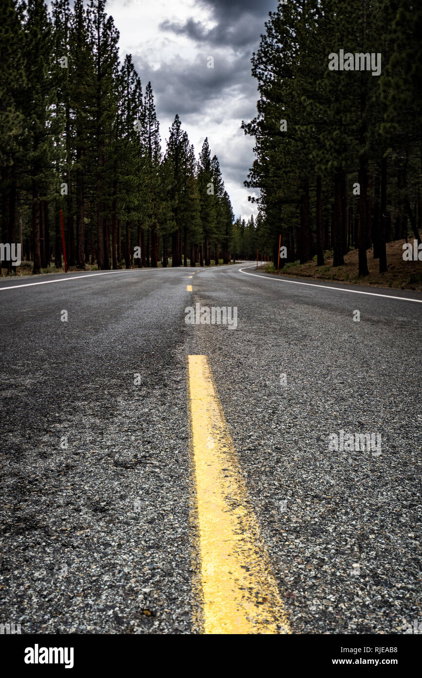 Jeffrey Pine Trees forest on Mammoth Scenic Loop road in Mammoth Lakes ...