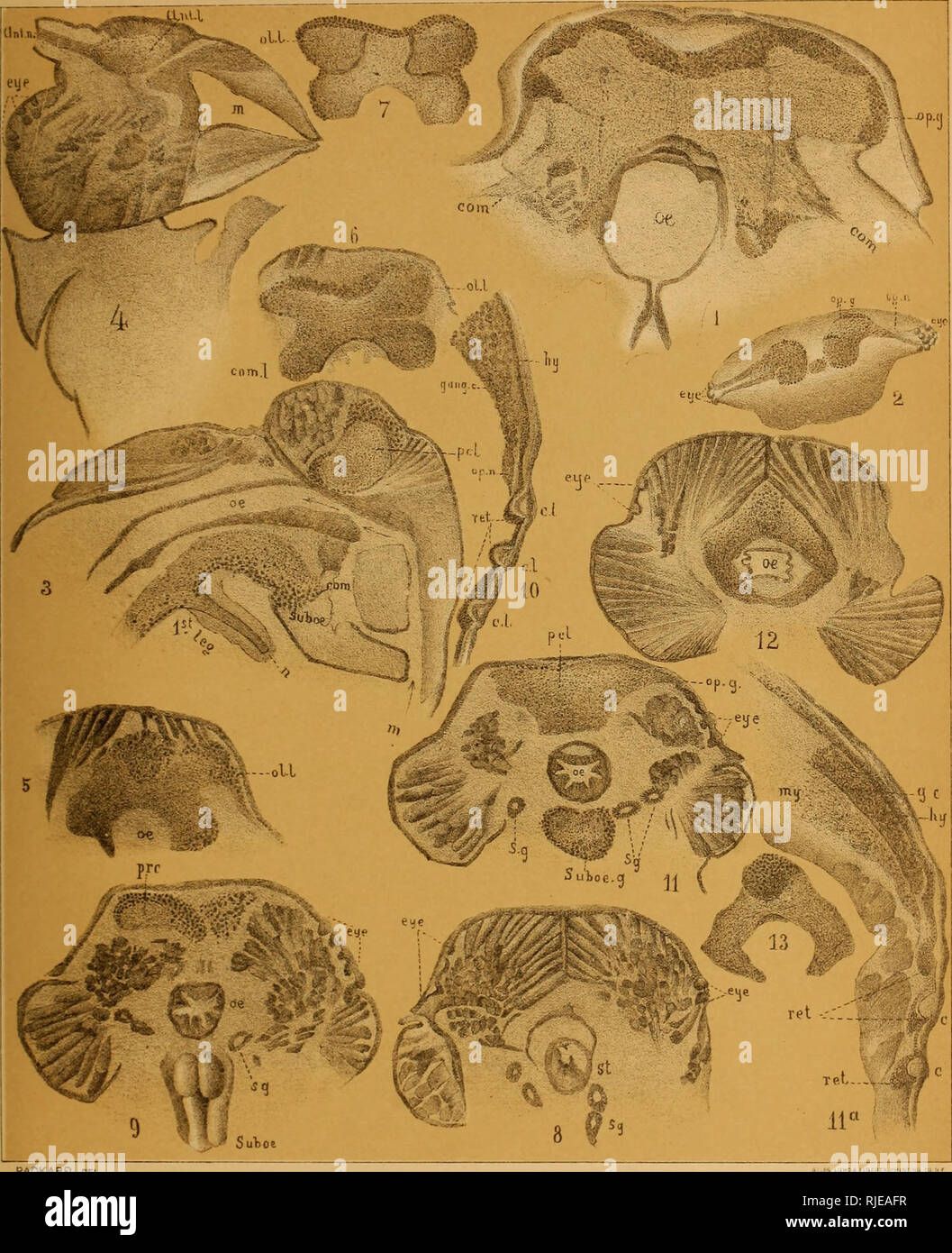 . The cave fauna of North America, with remarks on the anatomy of the ...