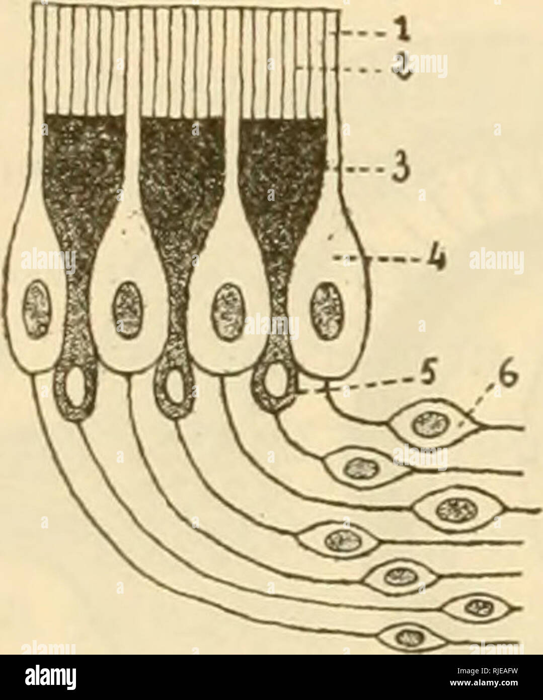 Nerf optique coupe hi-res stock photography and images - Alamy