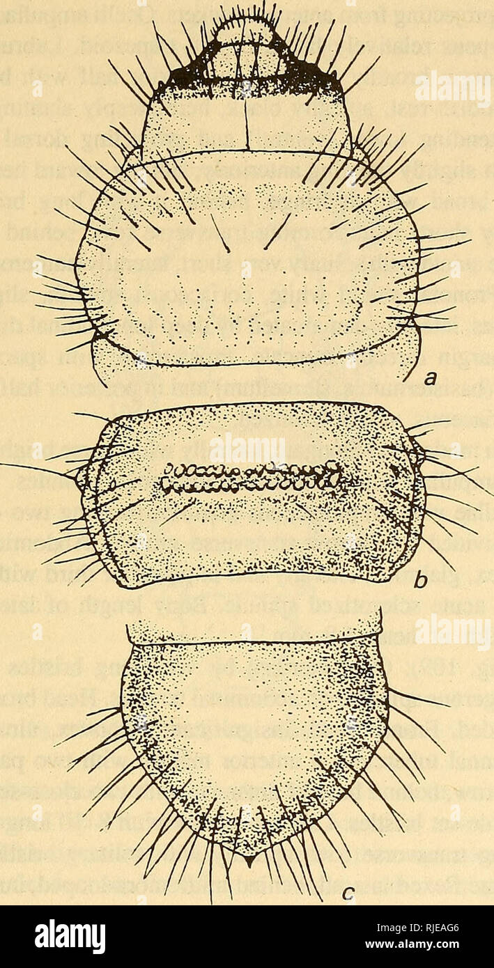 . Cerambycidae of Northern Asia. Cerambycidae; Beetles; Cerambycidae ...